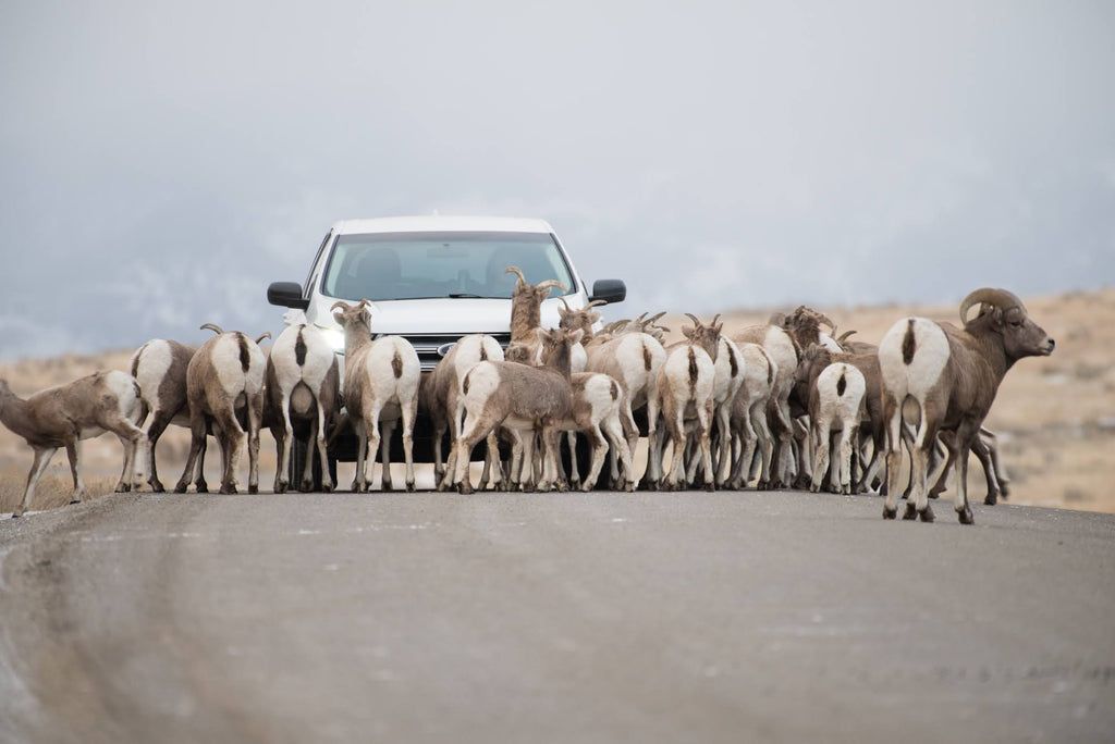 Welcome To Penny Lane!